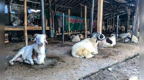 Daftar Harga Terbaru Hewan Kurban Sapi Dan Kambing Jelang Idul Adha