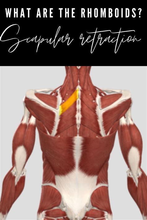 WHAT ARE THE RHOMBOIDS In 2021 Lower Body Workout Muscle Belly