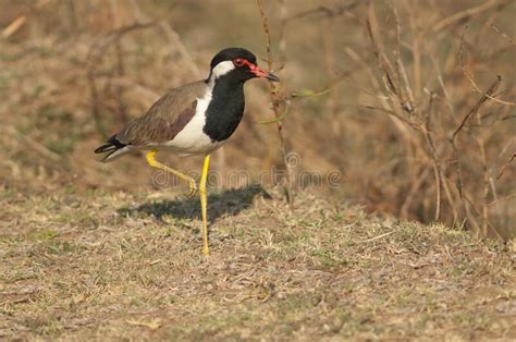 Red Wattled Lapwing Vanellus Indicus In A Meadow Stock Image Image