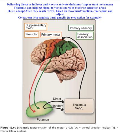 Basal Ganglia Flashcards Quizlet