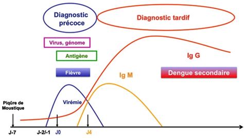 La dengue Santé publique France