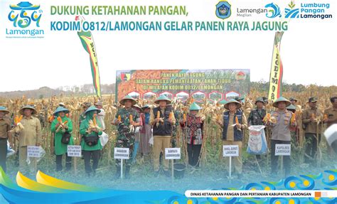 DUKUNG KETAHANAN PANGAN KODIM 0812 LAMONGAN GELAR PANEN RAYA JAGUNG