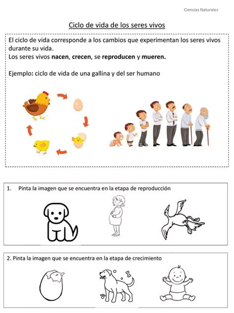 Grado Christian Campo Naturales Ciclo De Vida De Los Seres Vivos The