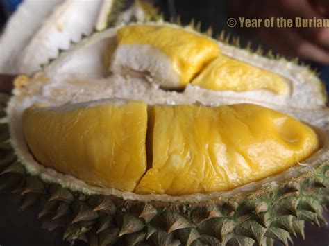 Durian Musang King