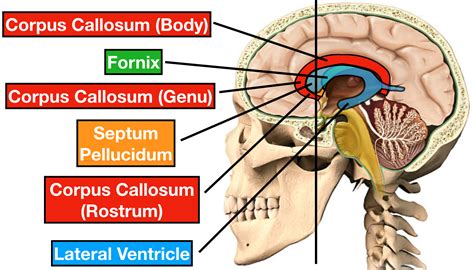 Ventricles Of The Brain Labeled Anatomy Function CSF Flow