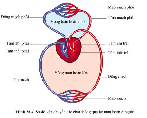TRAO ĐỔI NƯỚC VÀ CHẤT DINH DƯỠNG Ở ĐỘNG VẬT Thư viện SinhhocC2
