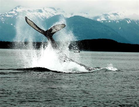 Harv Marvs Outback Alaska Whale Watching Guides Visitors To The Whales