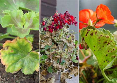 Jak rozpoznać choroby pelargonii jak im zapobiegać i jak je zwalczać