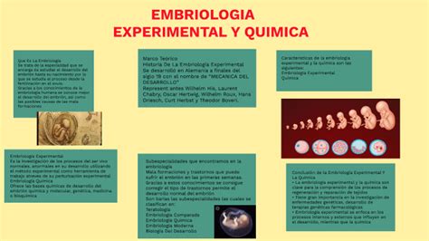 EMBRIOLOGIA By Yara Grace Elias Fabian On Prezi