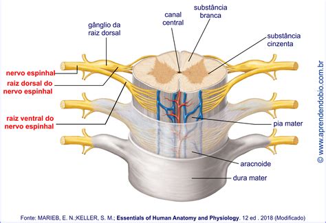 L Quido Cerebro Espinhal Aprendendo Biologia