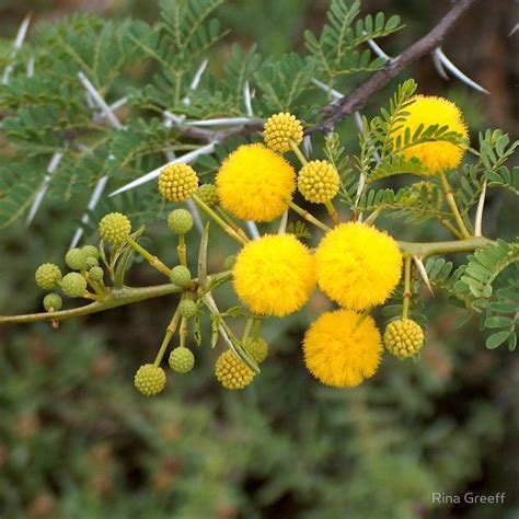 The Beautiful Flower Of The Soetdoring Boom This Thorn Tree Is