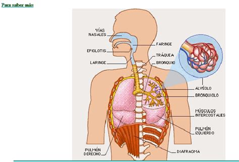 Print Map Quiz Aparato respiratorio biología 2º Bachillerato