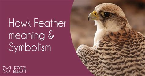 Hawk Feather Meaning Symbolism A Strong Sign Of Spiritual Awareness