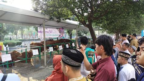 Wisata Dadakan Sapi Kurban Jokowi Jadi Tontonan Jemaah Masjid Al Akbar