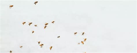 Qu Est Ce Que La Pollinisation Et Pourquoi Les Abeilles Sont Essentielles