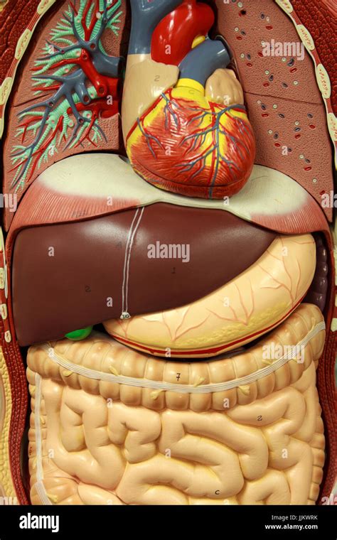 Anatomy Model Of Human Internal Organs Stock Photo Alamy