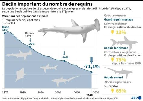 La disparition des requins et des raies laisse un trou béant dans la