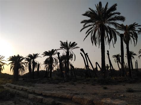 Palm Tree Dates Desert Free Photo On Pixabay