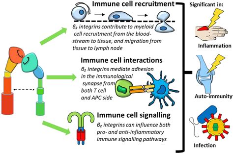 Frontiers β2 Integrins As Regulators of Dendritic Cell Monocyte and