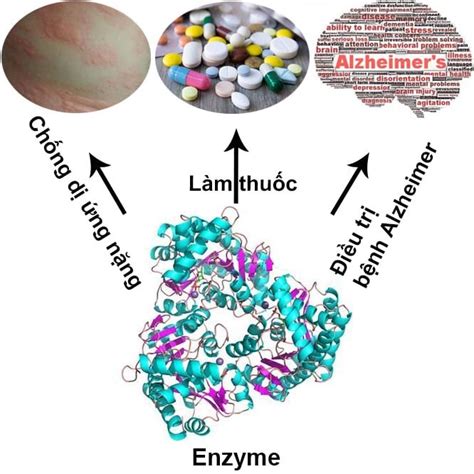 Ứng dụng của Enzyme trong y học