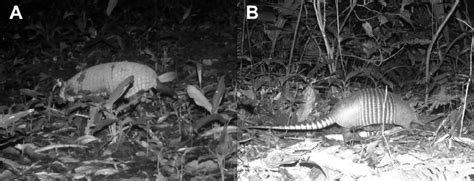 A A Camera Trap Image Of A Northern Naked Tailed Armadillo From June