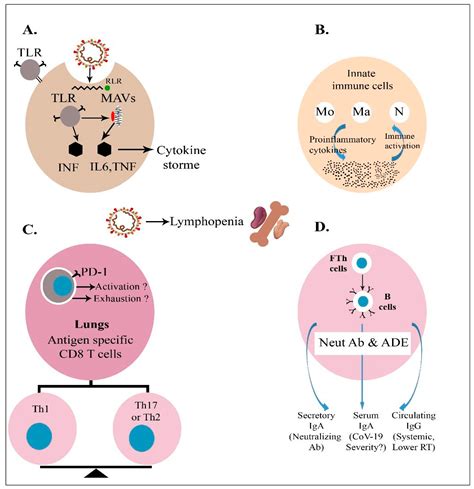 Pathogens Free Full Text The Role Of Immunity In The Pathogenesis