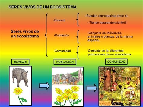 La Biodiversidad Y Sus Niveles Flashcards