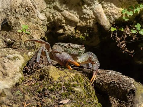 Fiddler Crab Care Guide Tank Habitat Profile Fishkeeping World