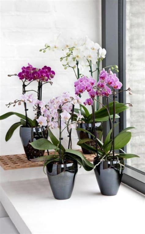 Mini orquídeas 20 inspirações adoráveis e como cuidar da sua