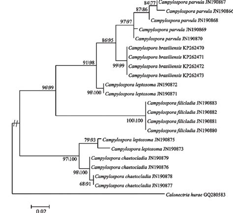 Phylogenetic Tree Reconstructed By Maximum Likelihood Ml Method And
