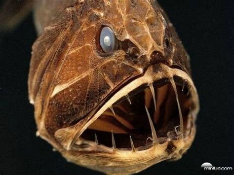 Os Peixes Mais Feios Do Mundo Minilua