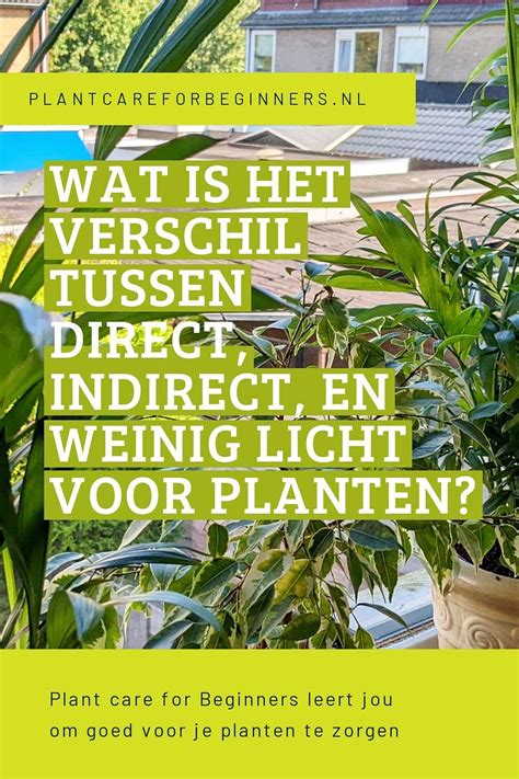 De Meeste Plantenverzorgingsgidsen Noemen Termen Als Direct Zonlicht