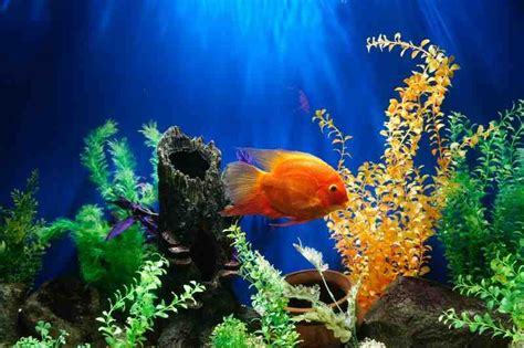 Ou Bien Placer Son Aquarium Choisir Son Aquarium