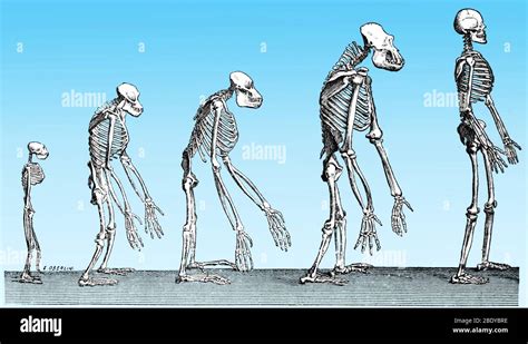 Human Evolution Picture Chart