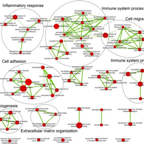 Interaction Network Of Significant Go Biological Process Terms With