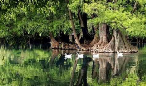 El ahuehuete árbol mexicano Playas del mundo