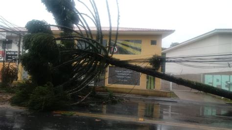 Temporal causa queda de árvores e destelhamentos em Curitiba