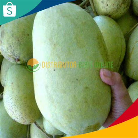 Jual Bibit Buah Mangga Indramayu Hasil Okulasi Siap Berbuah Shopee