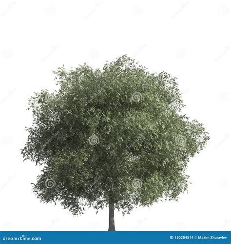 Ejemplo Del rbol 3d Aislado En El Fondo Blanco Stock de ilustración