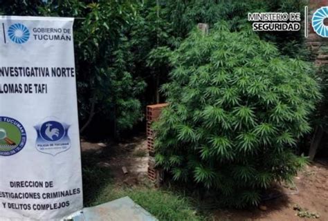 Tucumán Noticias Agencia de Noticias Secuestran numerosas plantas