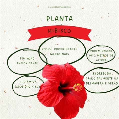 Hibisco Como cuidar Quais são os Benefícios