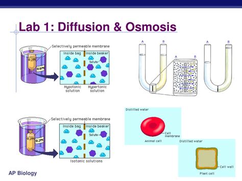 Osmosis And Diffusion Experiment Dialysis Tubing