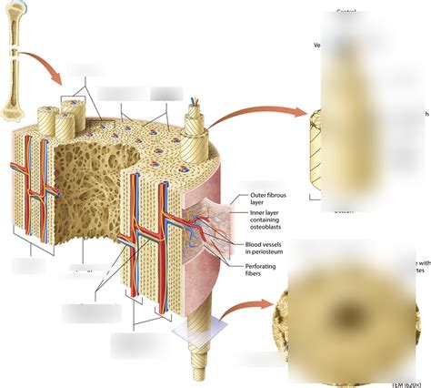 Exercise Structure Of Bone Tissue Diagram Quizlet