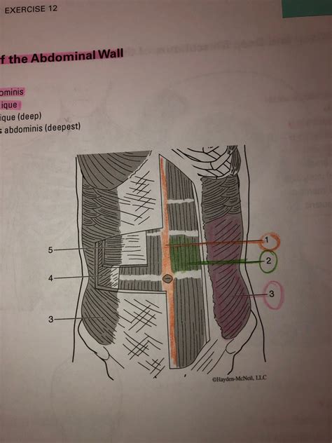 Abdominal Wall Diagram Quizlet