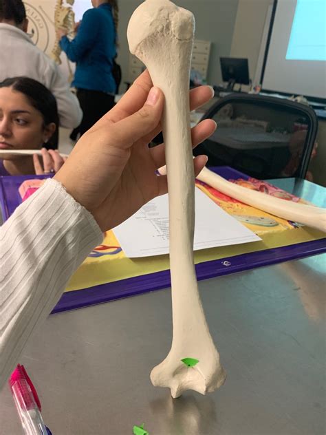 Humerus Flashcards Memorang