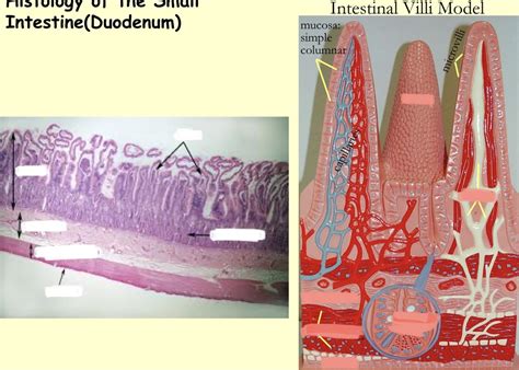 Histology Of Duodenum Small Intestine Diagram Quizlet