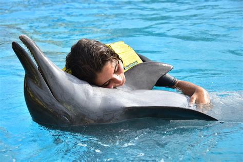 Cuánto Cuesta Nadar Con Delfines En Cancún Ventura Park