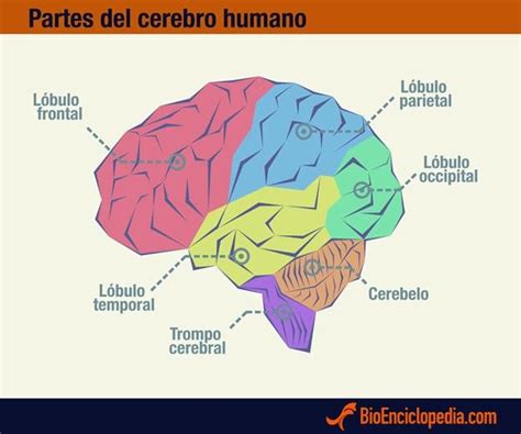 El Cerebro Humano Partes Y Funciones