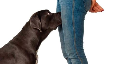 Por qué los perros se quedan pegados al aparearse