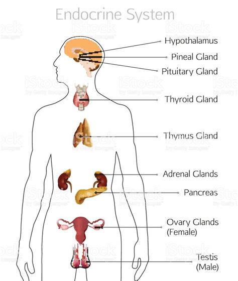 El Cuerpo Humano Y Sus Partes Del Sistema Endocrino Images And Photos